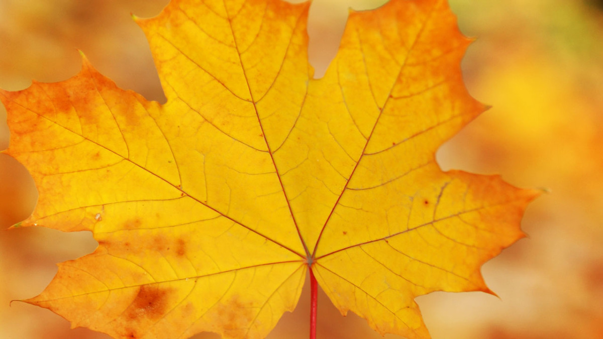 2013 Fall Leaf Collection Schedule – NORTH HAVEN NEWS